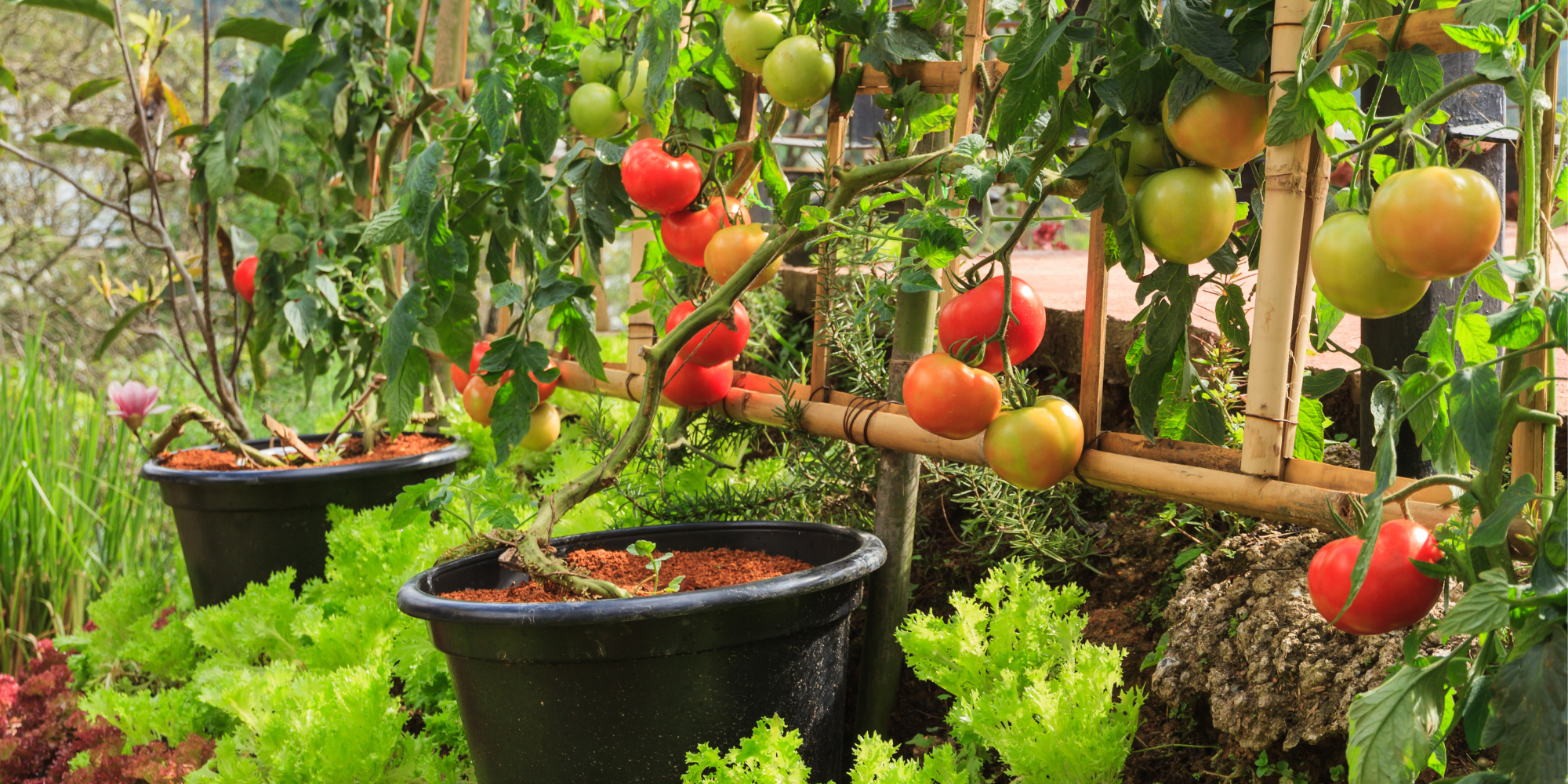 tomato growing