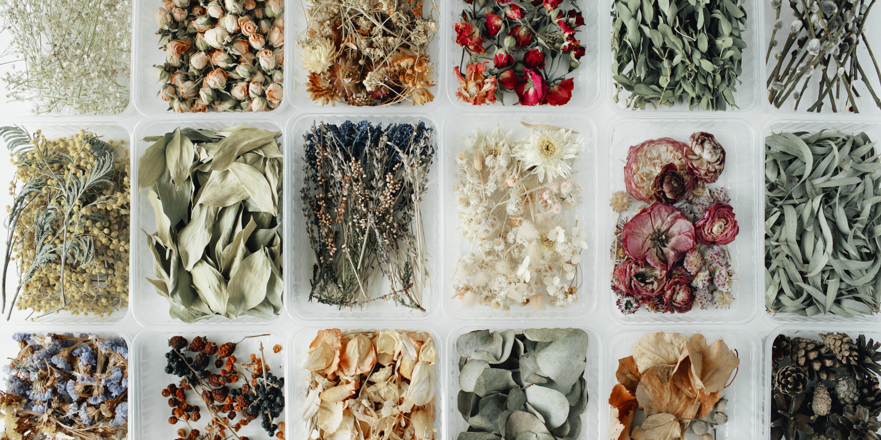 How to Frame Dry Flowers – Sprigbox