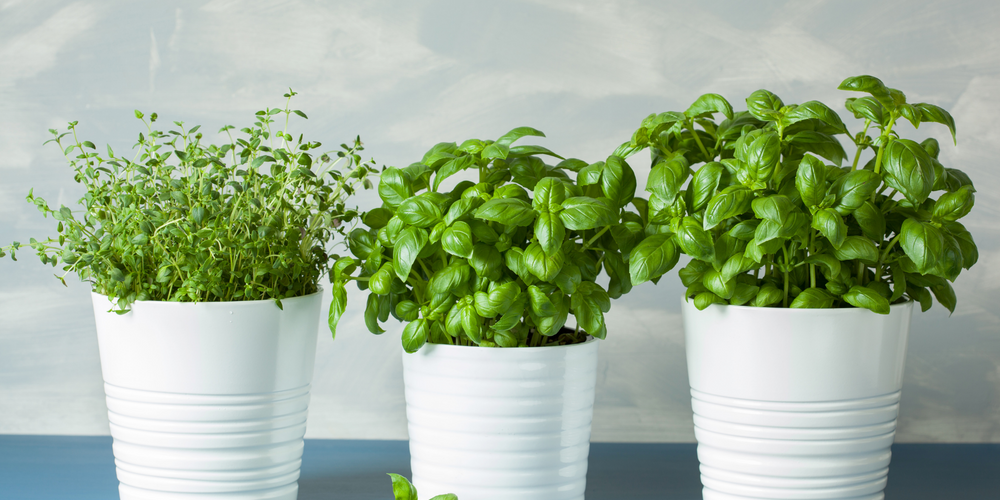 How to grow Basil Indoors year round – Sprigbox