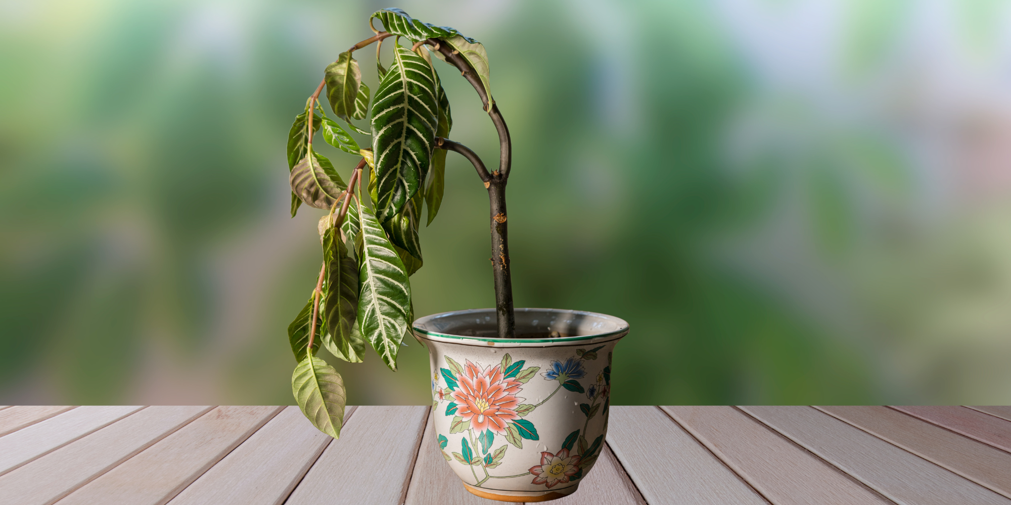 Why is My Plant Drooping – Sprigbox