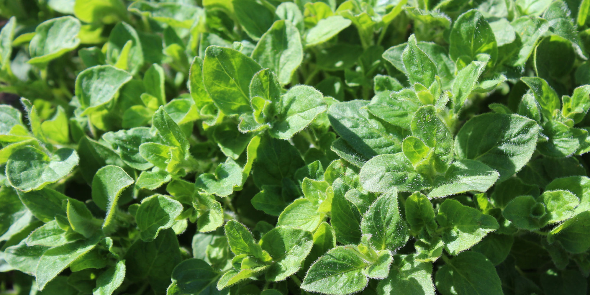 How to grow oregano in your garden – Sprigbox