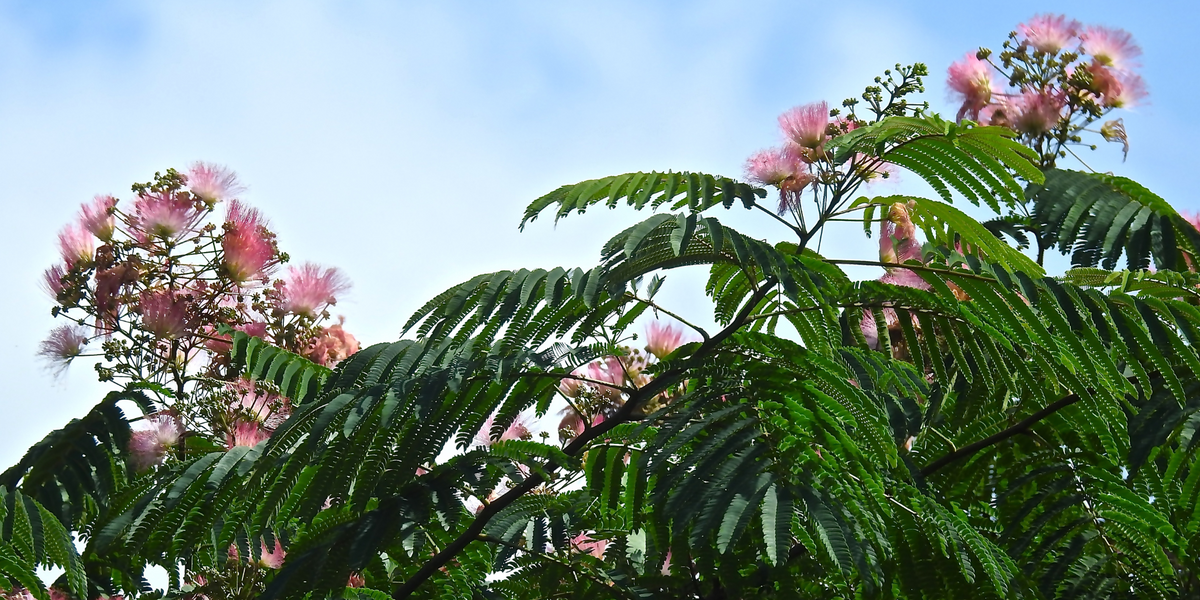 How to Plant Mimosa from seeds – Sprigbox